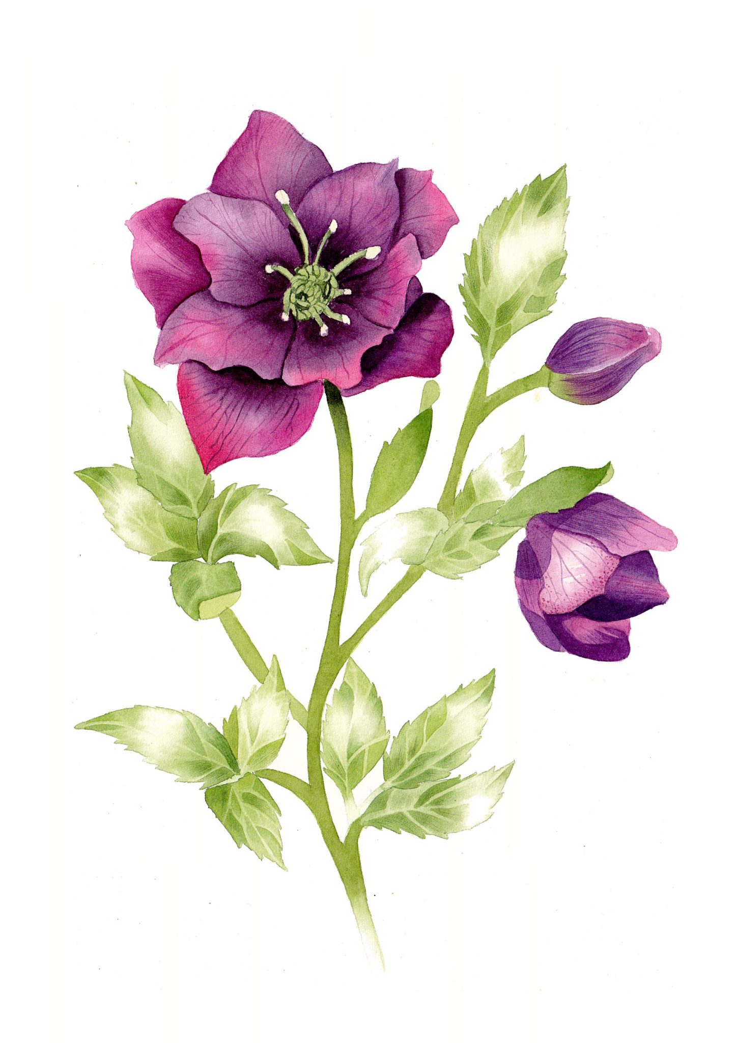 Dan Barrett - Botanical Artist | Original Watercolour Paintings | 1