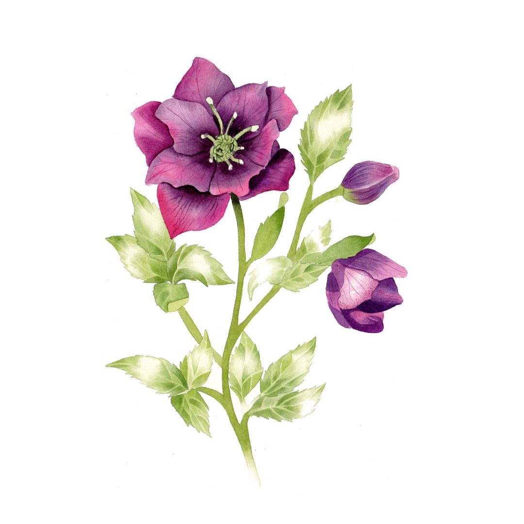 Botanical Art for Plant Lovers – Why I Paint Plants